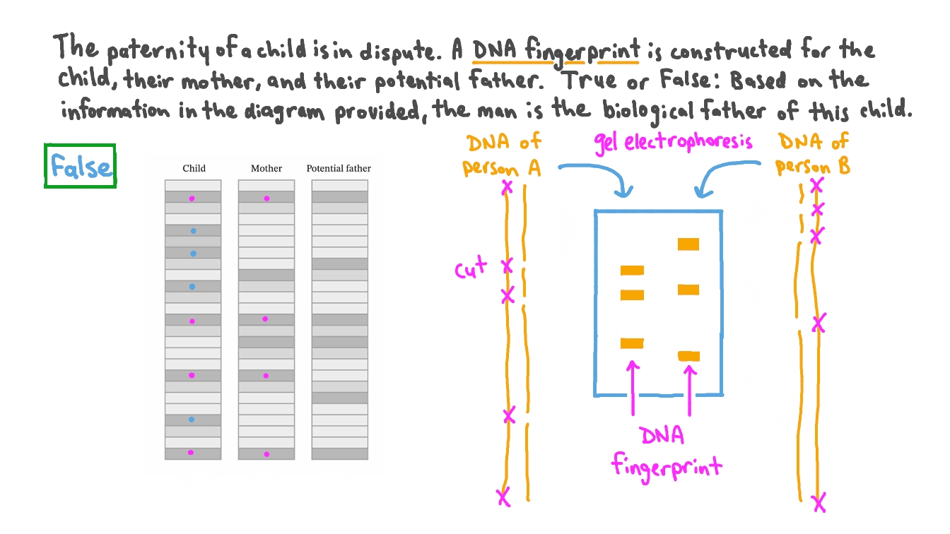 Question Video Using DNA Fingerprints To Determine The Biological