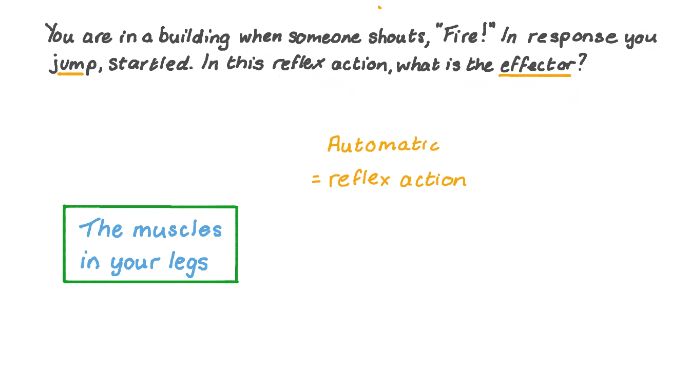 Question Video: Identifying the Effector in a Reflex Action | Nagwa