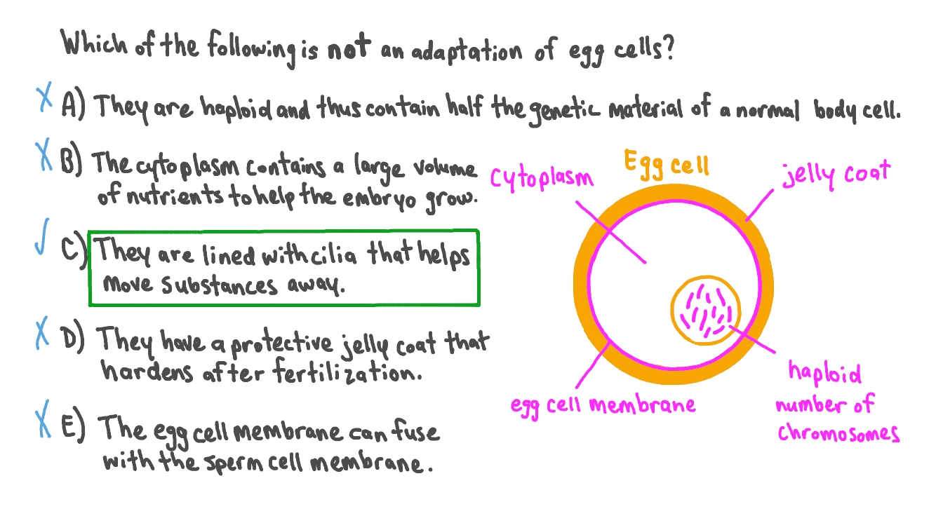 Question Video Describing How Egg Cells Are Adapted For Their Function 