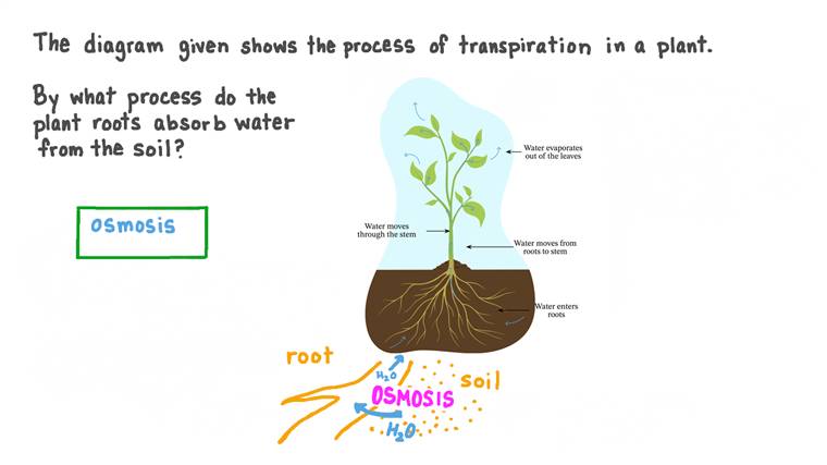 Osmosis In Plants Diagram