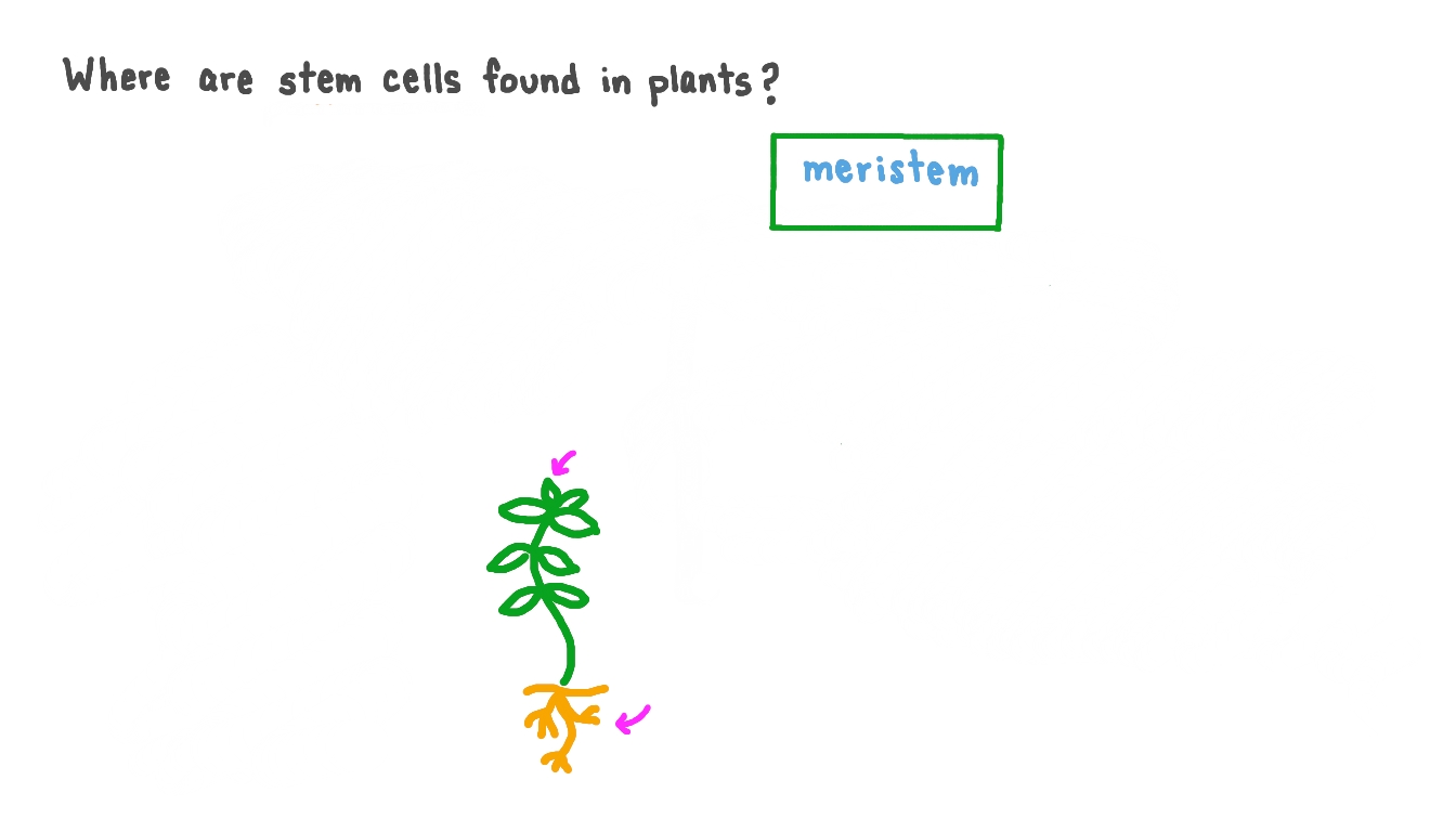 Question Video Identifying The Location Of Stem Cells In Plants Nagwa
