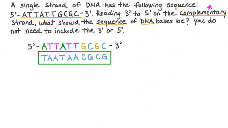 Base Sequence Of Dna Protein Synthesis Biology: AQA A Level