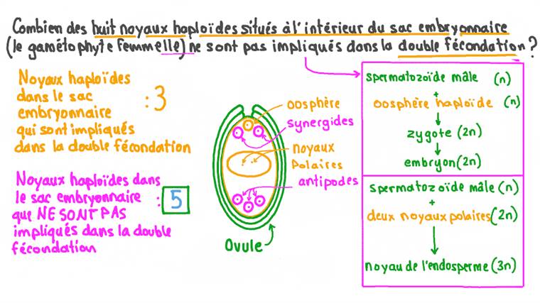 Leçon : Reproduction chez les plantes à fleurs | Nagwa