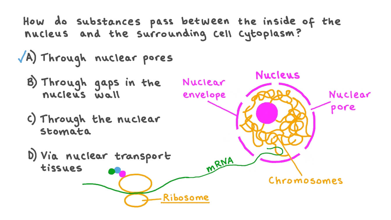 Question Video: Describing How Susbtances Pass Between the Nucleus and ...