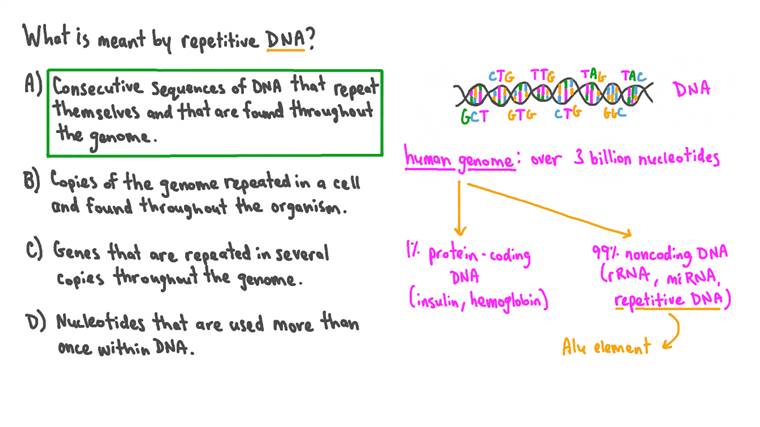 Lesson: Structure of the Genome | Nagwa