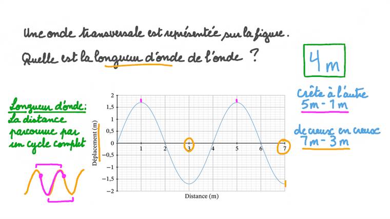 Leçon : Comparer des ondes transversales et longitudinales | Nagwa