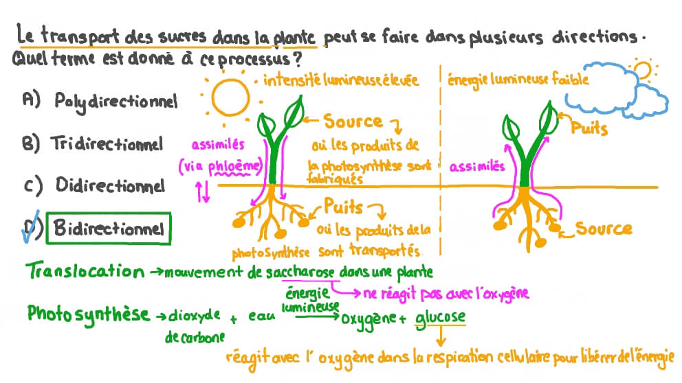 Question Video: Définir le terme bidirectionnel | Nagwa