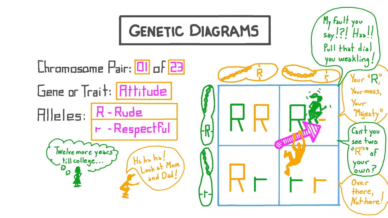 Lesson Video Genetic Diagrams Nagwa