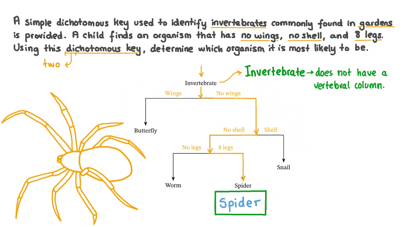 ion Video Using A Dichotomous Key To Identify A Common Garden