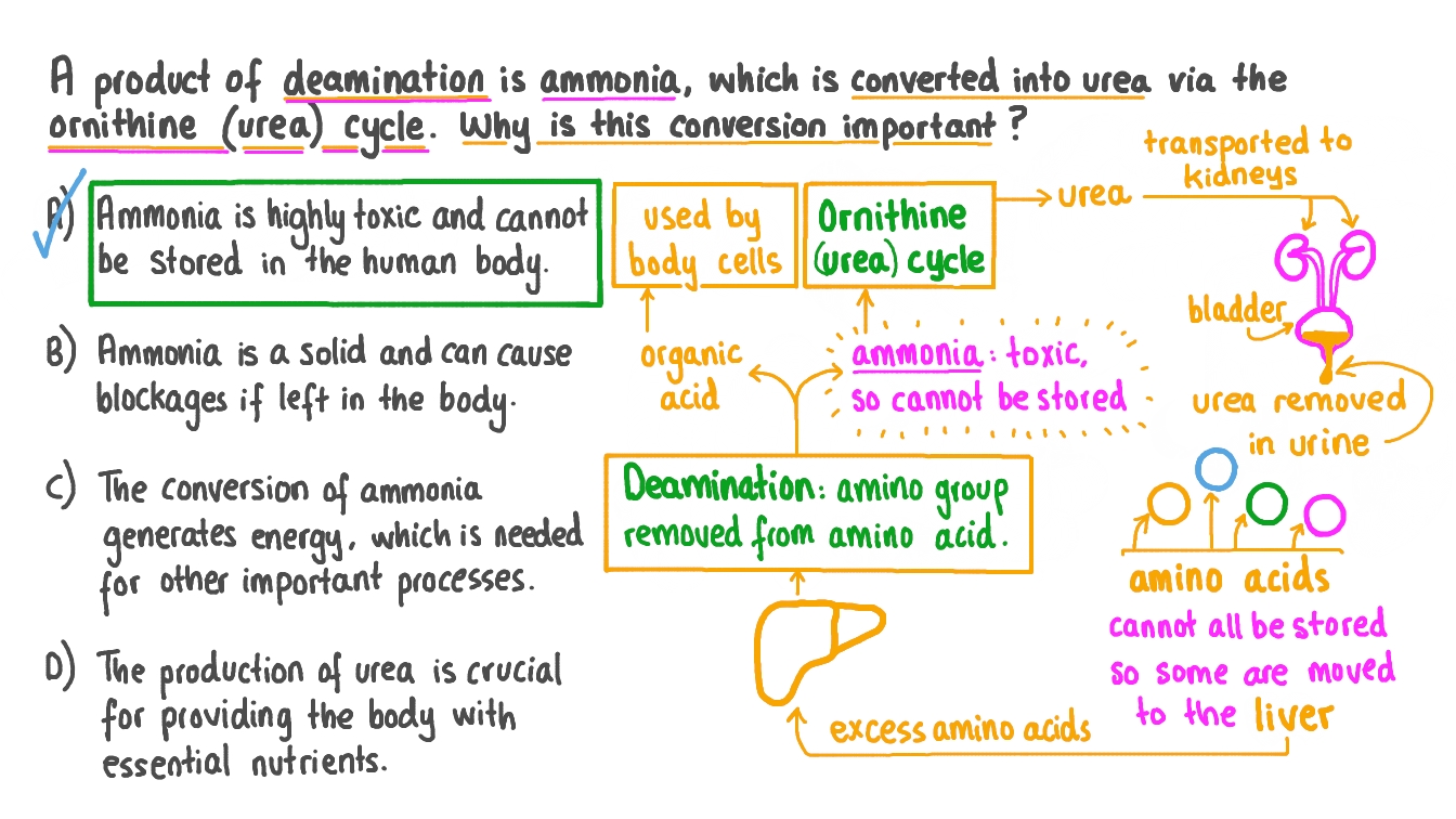 Question Video: Explaining the Importance of the Ornithine Cycle | Nagwa