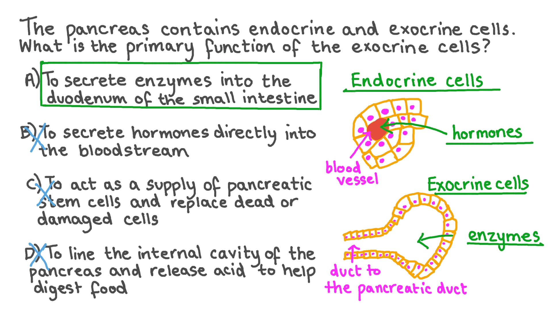 Question Video Describing The Function Of Pancreatic Exocrine Cells 