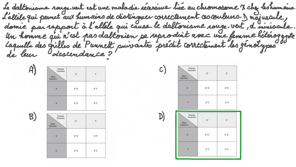 Biologie Du Carré De Punnett
