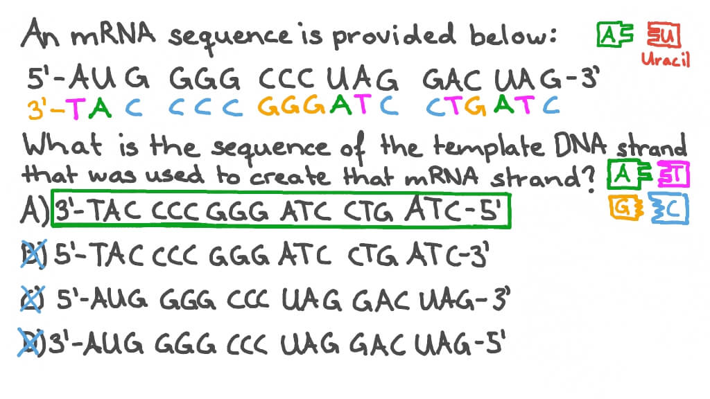 ion Video Identifying The DNA Template Which Turns Into A 