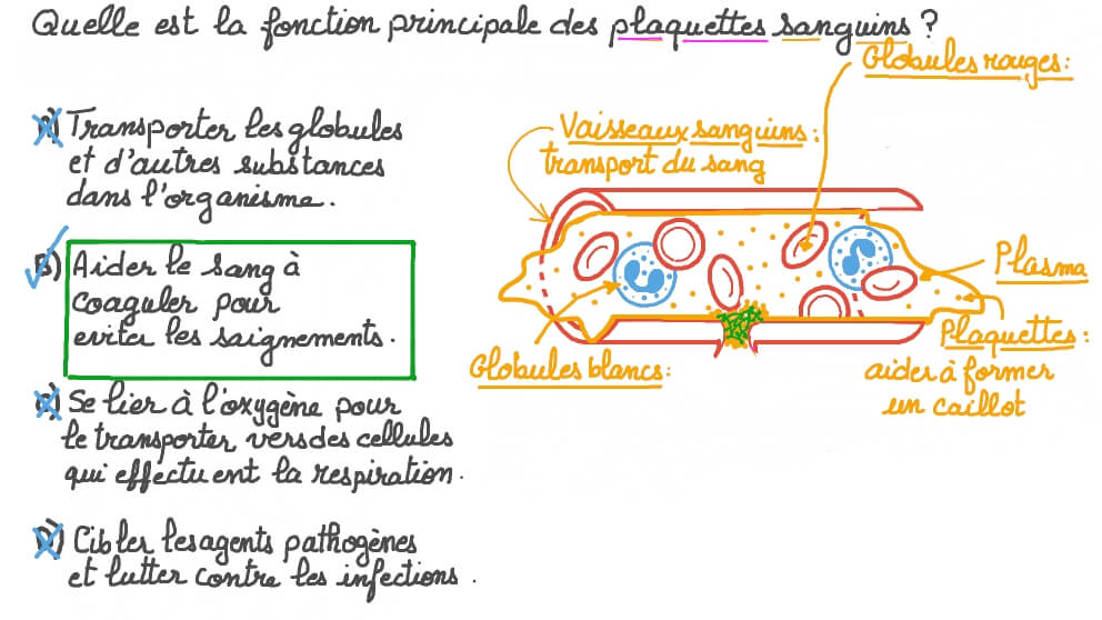 Question Video: Décrire la fonction principale des plaquettes dans l ...