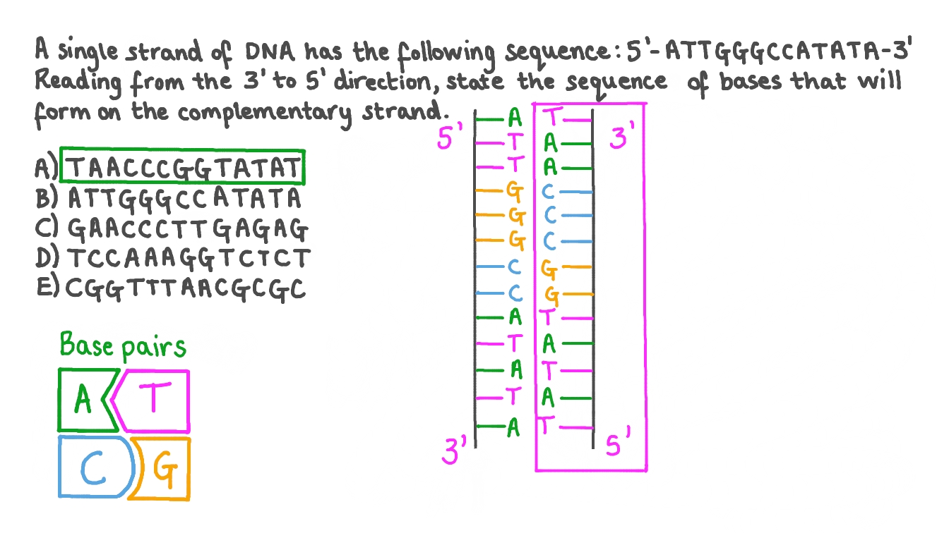 ion Video Determining The Complementary Sequence Of Bases To A 