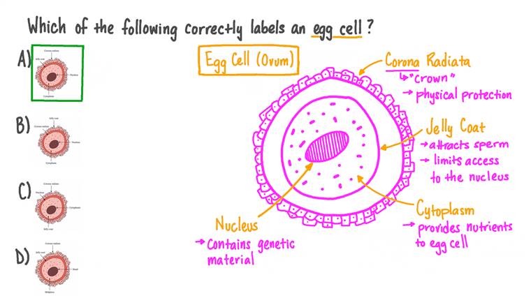 Labeled Human Egg Cell File:Egg Cell Fertilization Zygote.png
