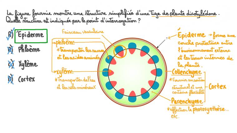Leçon: Structure de la tige | Nagwa