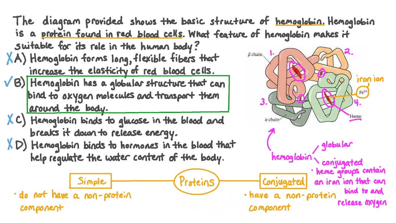 Question Video: Outlining the Adaptations of Hemoglobin for Its ...