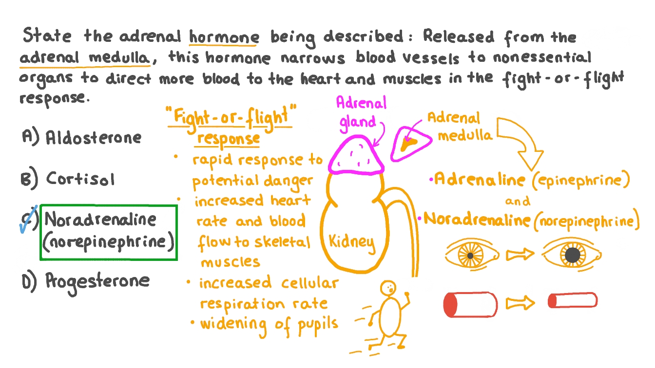 Question Video Identifying The Adrenal Medulla Hormone From Its