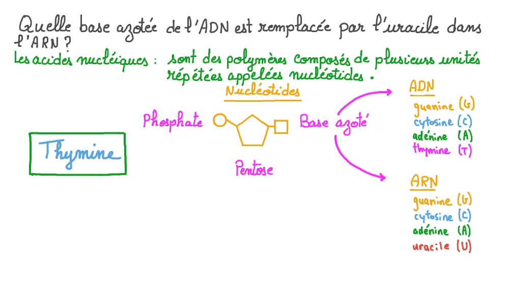 Question Video: Comparer les types de bases azotées dans l’ADN et l’ARN ...