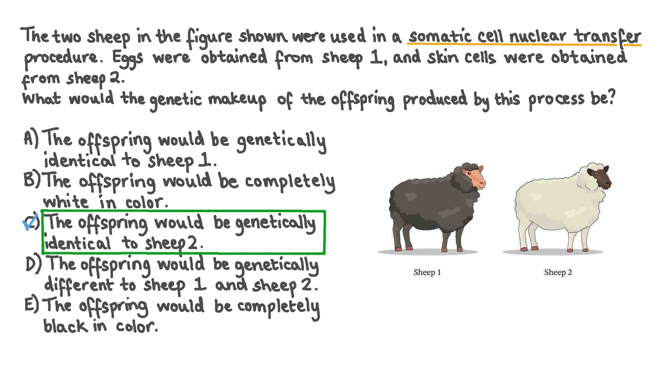 Nuclear Transfer Technique