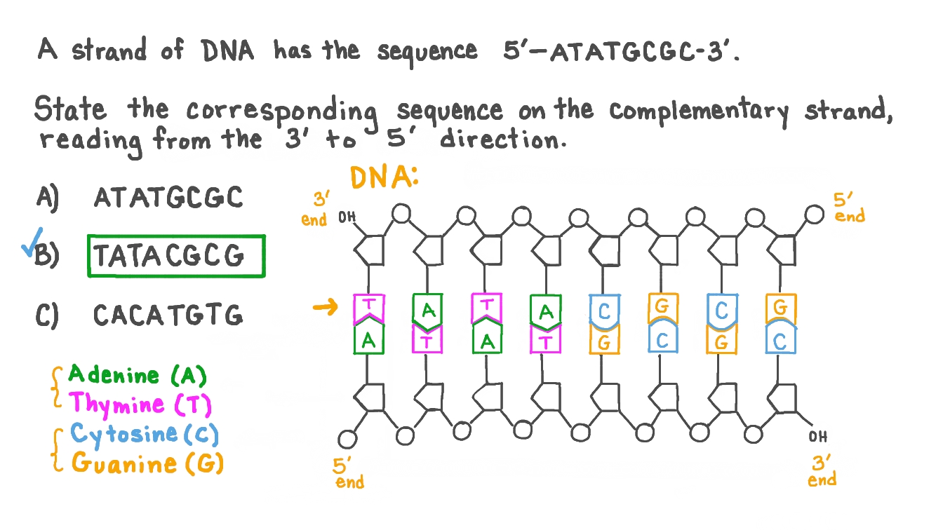 ion Video Determining The Complementary Sequence Of A DNA Strand