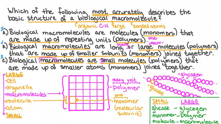 Lesson: Biological Macromolecules | Nagwa