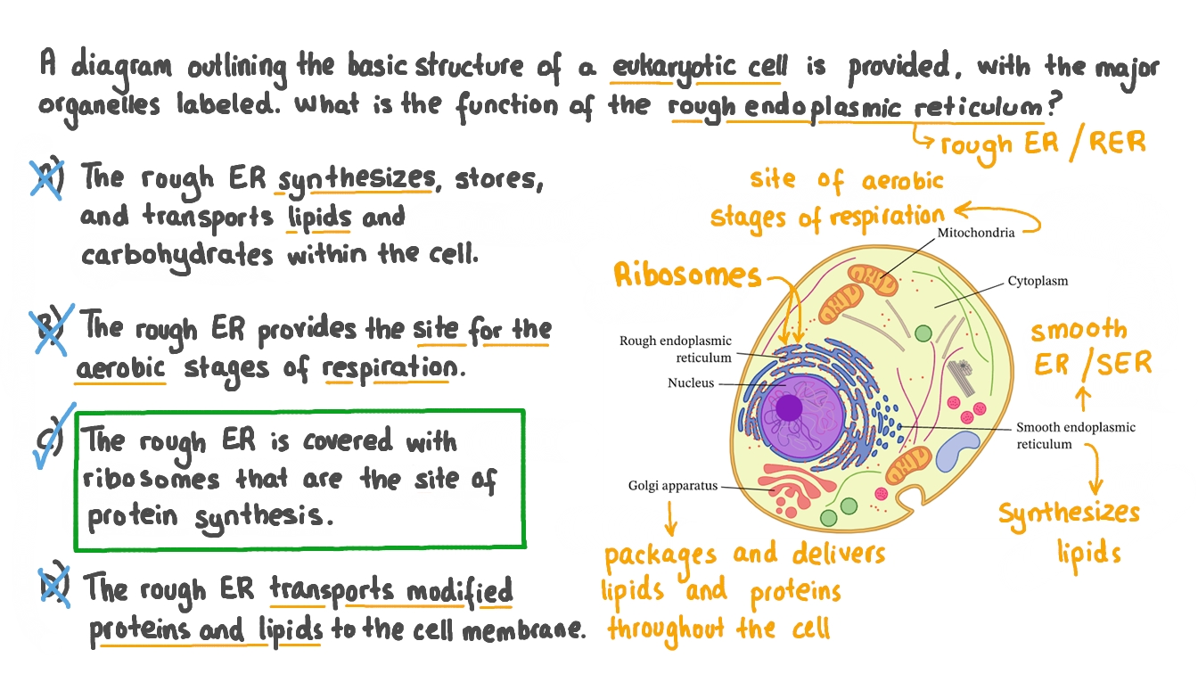 ion Video Identifying The Functions Of The Rough Endoplasmic