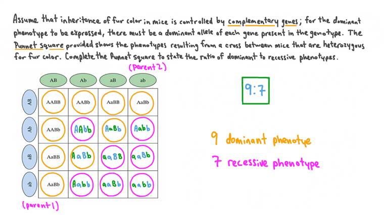 Phenotype Example Punnett Square DNA And Inheritance* — The Science