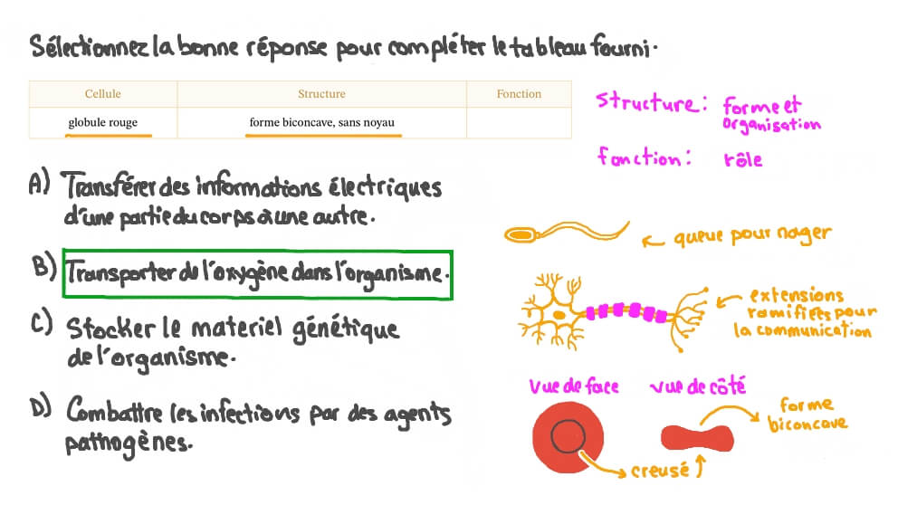 Question Video: Rappeler la fonction des globules rouges | Nagwa