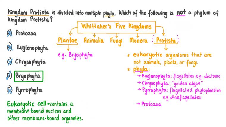Kingdom Protista Classification Chart Biological Diversity 3