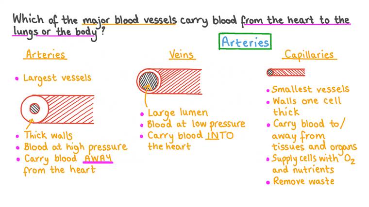 Lesson: Blood Vessels | Nagwa