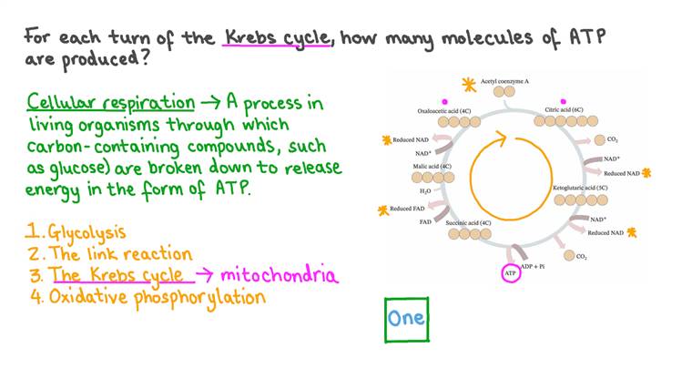 Lesson: The Link Reaction and Krebs Cycle | Nagwa