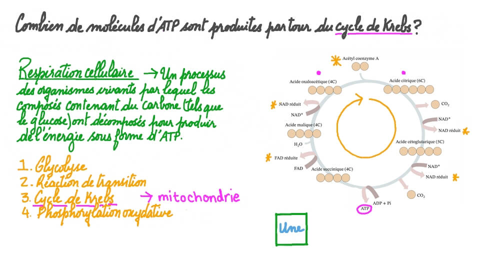 Diagramme Du Cycle De Krebs Mitochondries Chaîne Respiratoire