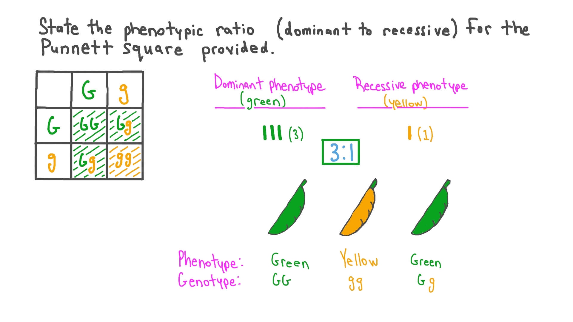 Question Video Calculating Phenotypic Ratios From Completed Punnett 