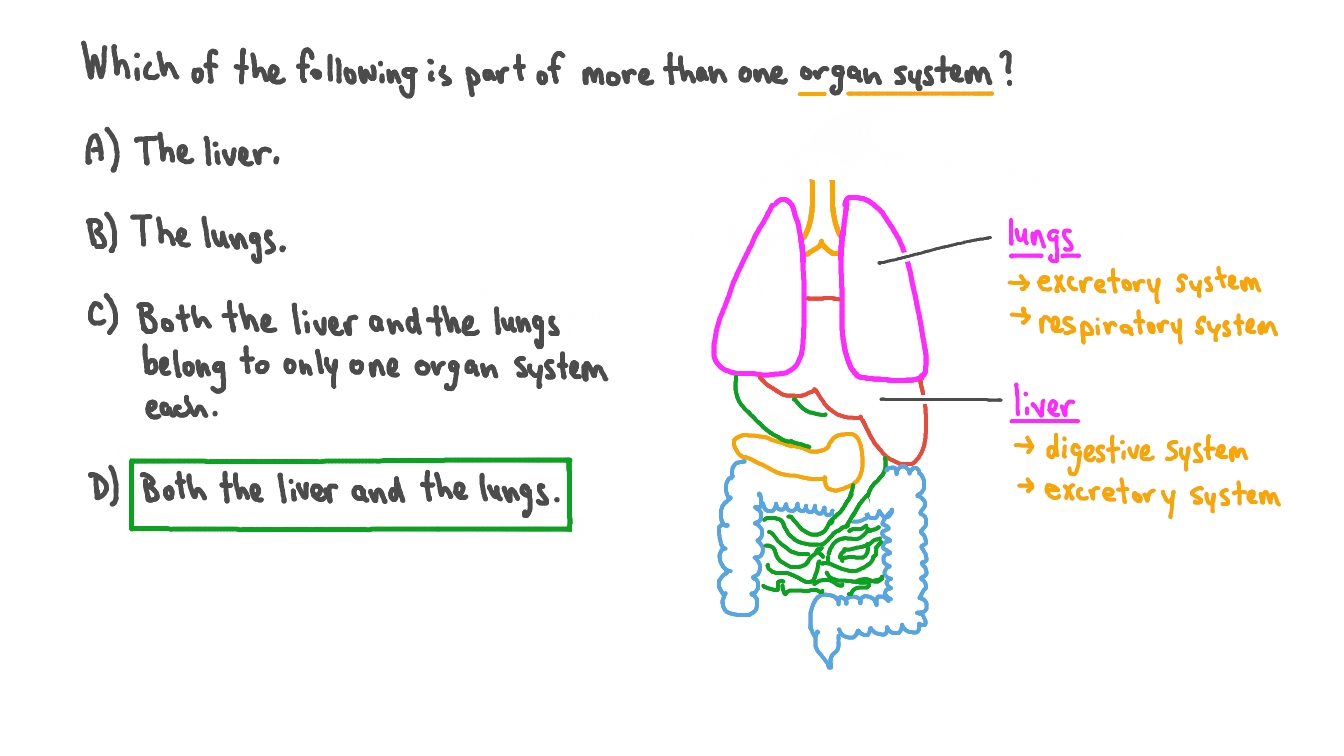Question Video: Identifying Which Organs Are Part of Multiple Organ ...
