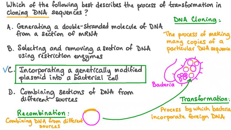 Lesson: Cloning DNA Sequences | Nagwa