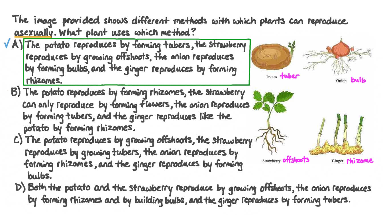ion Video Giving Examples Of Different Plants Using Different 