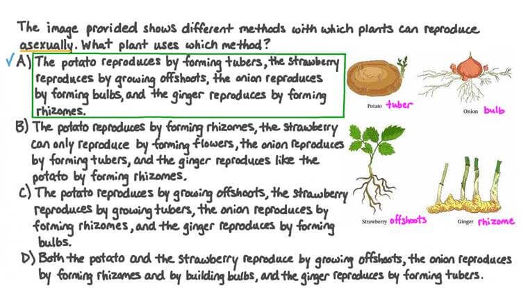 Asexual Reproduction In Plants With Bulbs Asexual Reproduction In