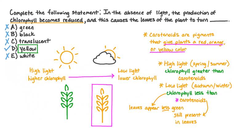 Lesson: Environmental Effects on Gene Expression | Nagwa