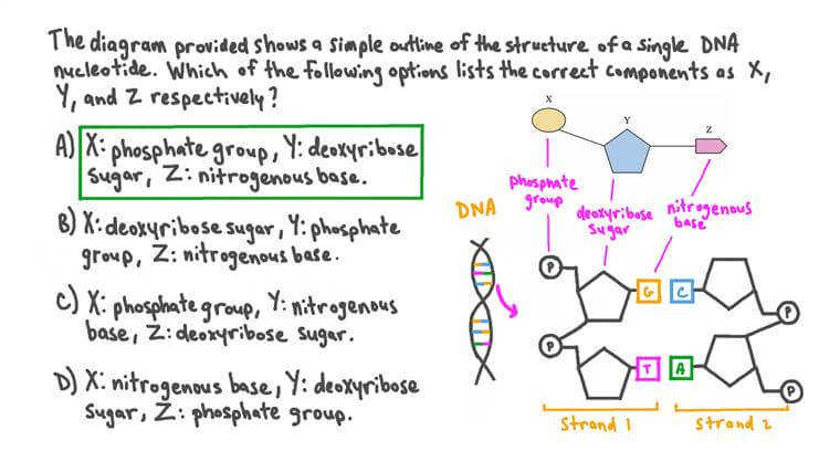 Simple Nucleotide Structure