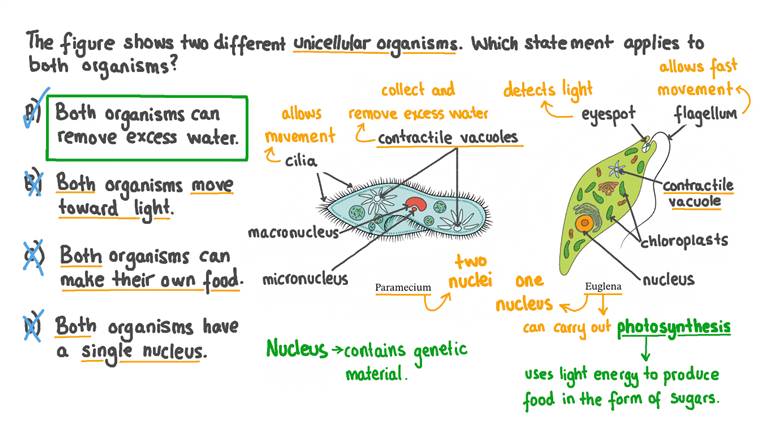 Unicellular Organisms Euglena Unicellular Organisms Amoeba,