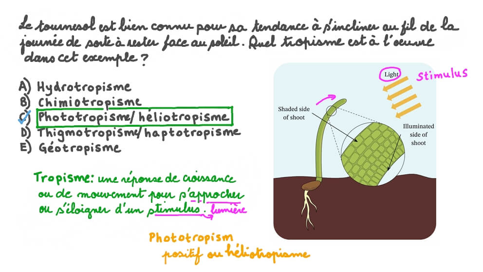 Question Video: Comprendre quel tropisme fait pencher les plantes en ...