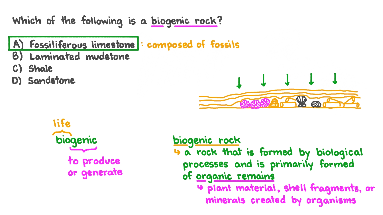 Question Video: Identifying Biogenic Rocks | Nagwa