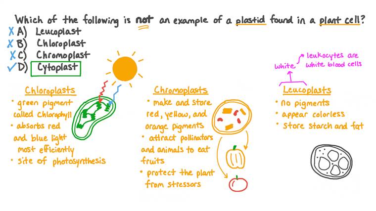 Leucoplasts Store Plant Anatomy From The Standpoint Of The Development