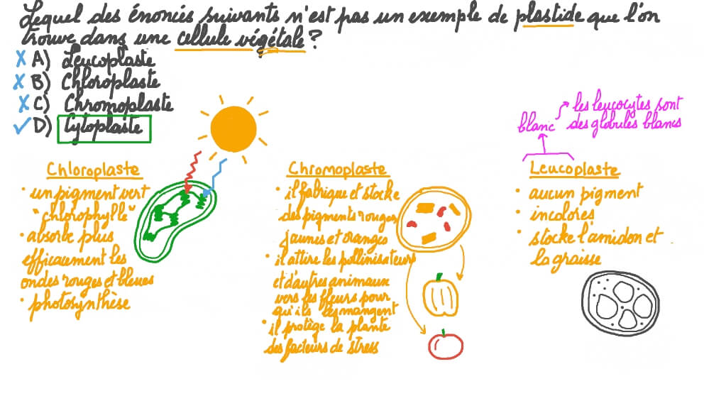 Question Video: Rappel des types de plastides végétaux | Nagwa