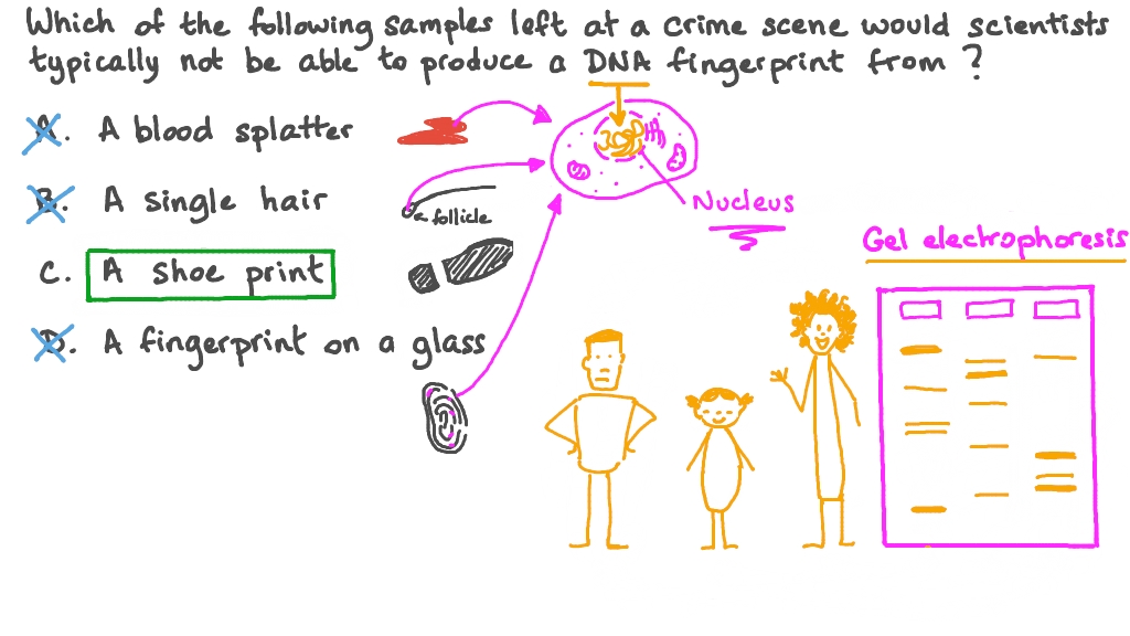 Question Video: Identifying Which Sample Is a Source of DNA for DNA ...
