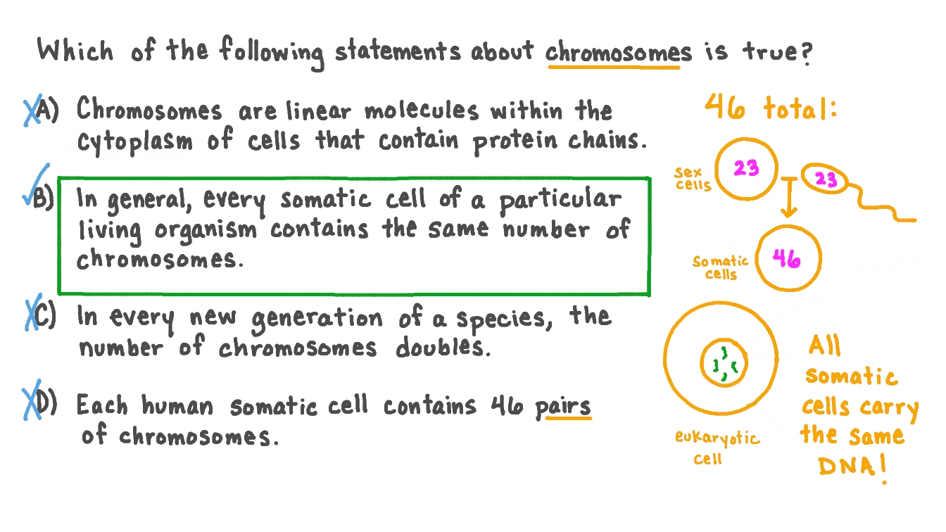Question Video Recalling Key Facts About Chromosomes Nagwa Question Video Recalling Key Facts About Chromosomes Nagwa