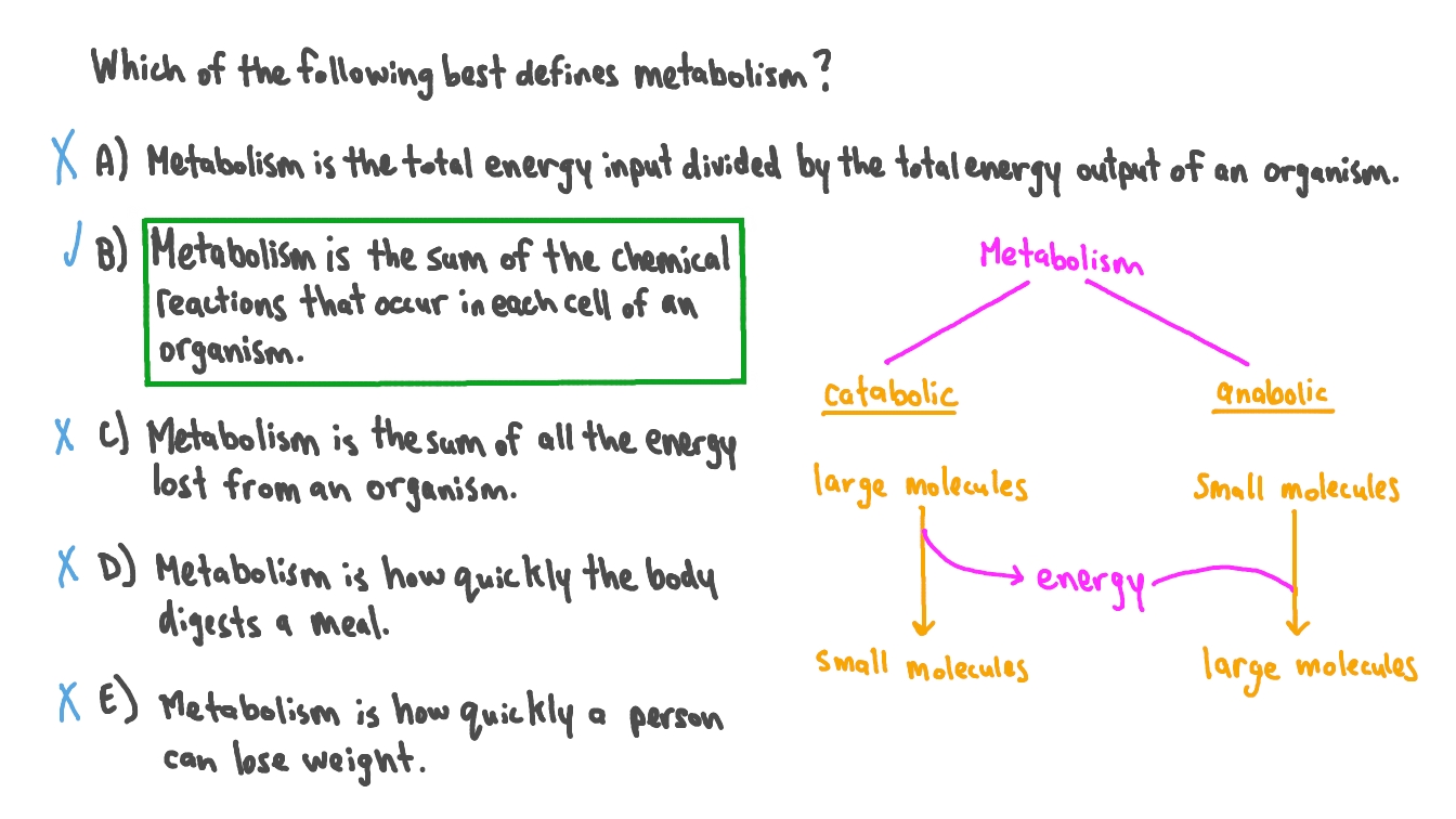 Question Video: Defining the Term “Metabolism” | Nagwa