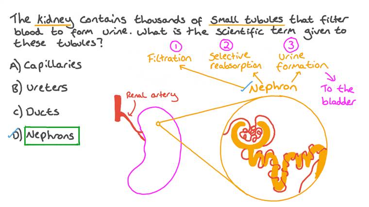 Lesson: Kidney Structure | Nagwa